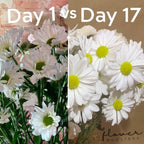 Fresh Cut flower food for herbal blends