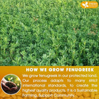 fresh fenugreek tea for wellness