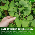 fresh ginkgo biloba herbal infusion