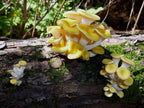 Fresh Golden Oyster mushroom cultivation