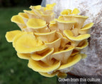 Fresh Golden Oyster mushrooms at home