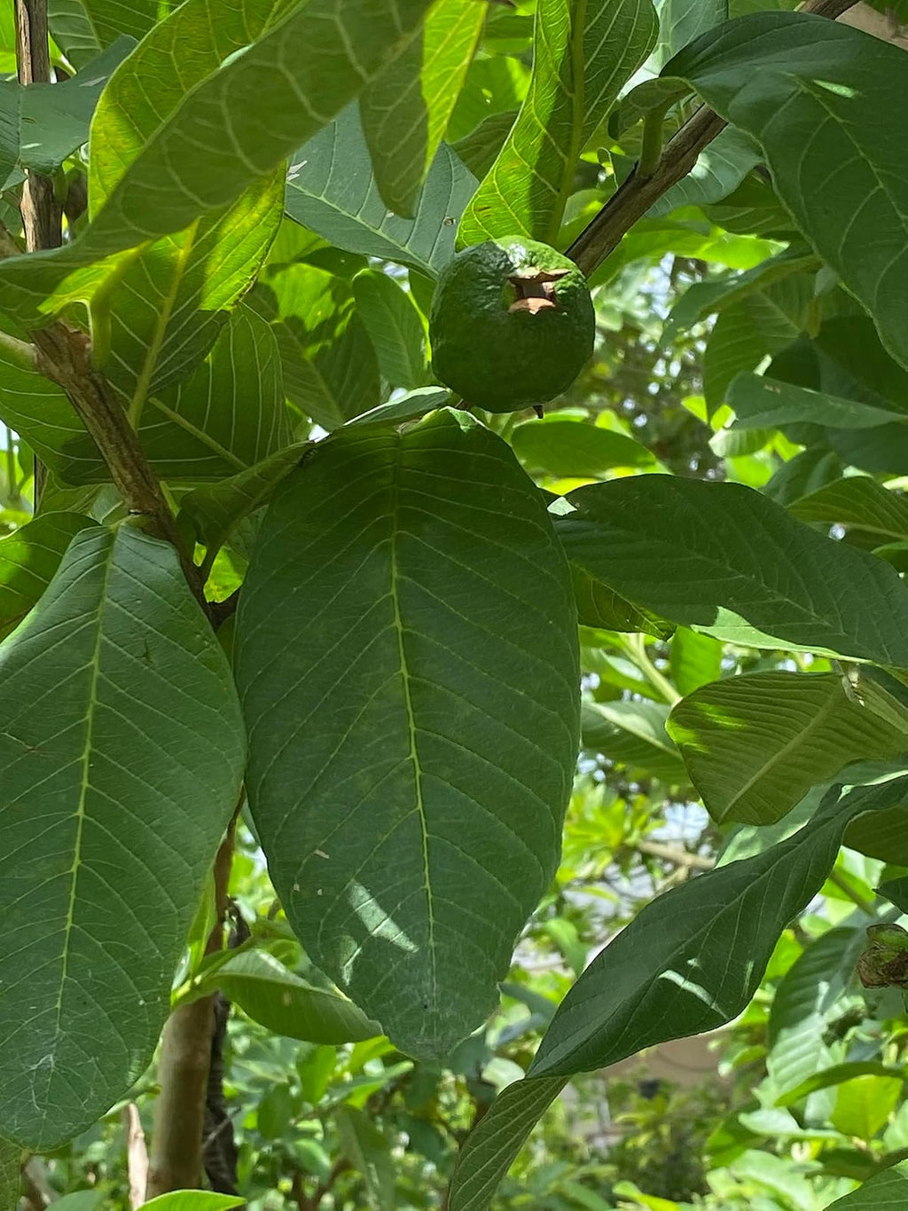 Fresh guava leaves for natural wellness