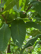 Fresh guava leaves for natural wellness