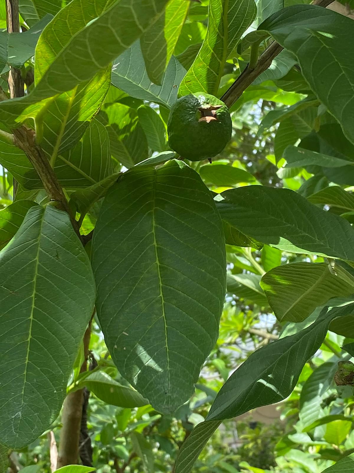 Fresh guava leaves for natural wellness
