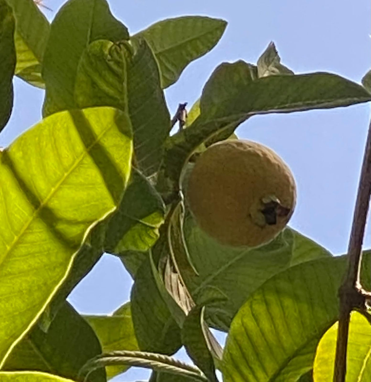 fresh guava leaves rich in antioxidants