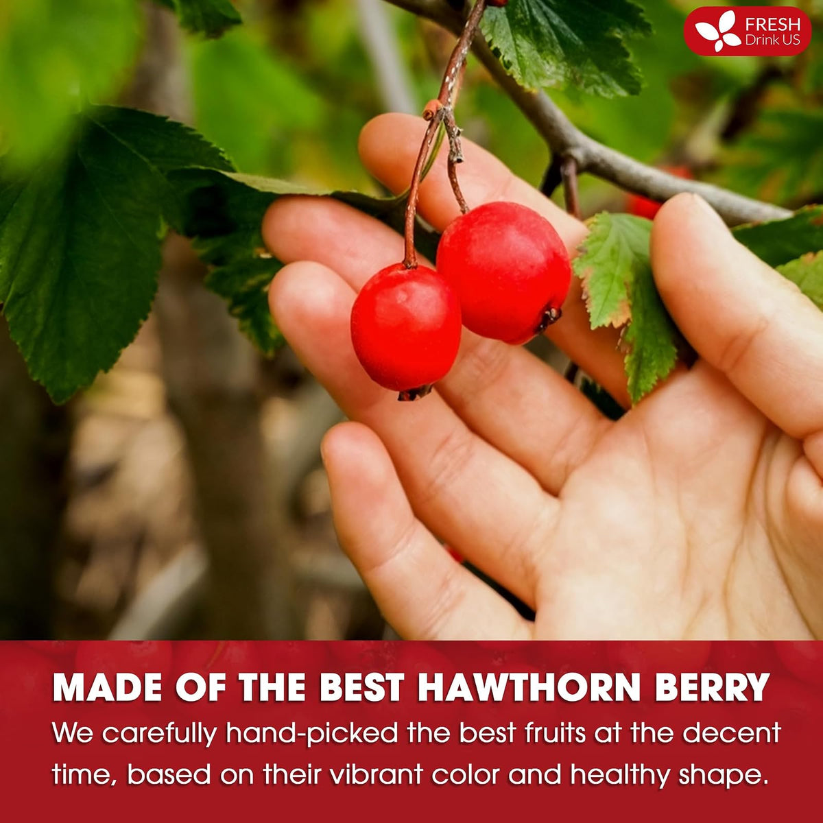 fresh hawthorn berry tea infusion