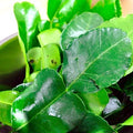 fresh kaffir lime leaves for herbal tea