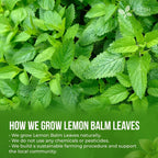 fresh lemon balm powder for tea