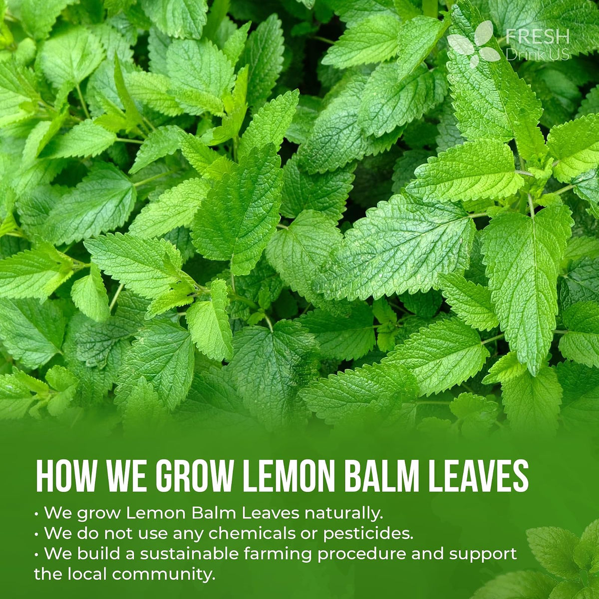 fresh lemon balm powder for tea