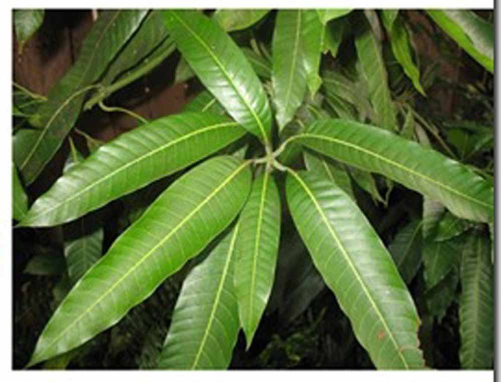 fresh mango leaves herbal tea