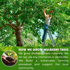 fresh mulberry leaf powder for smoothies