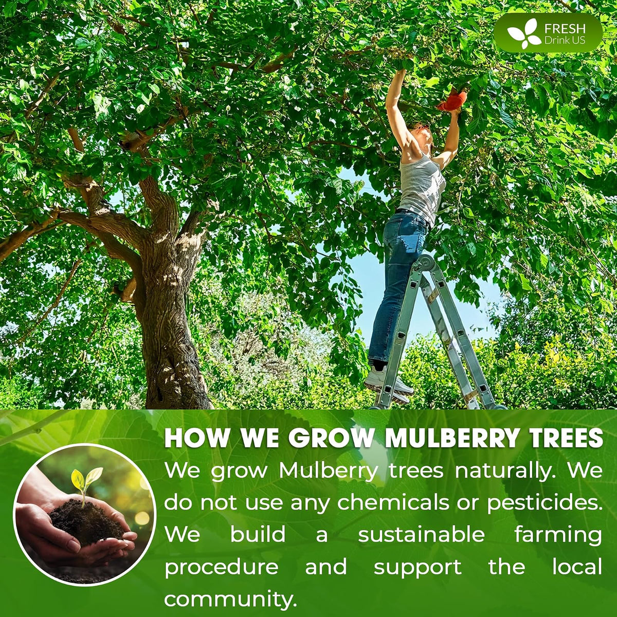 fresh mulberry leaf powder for smoothies