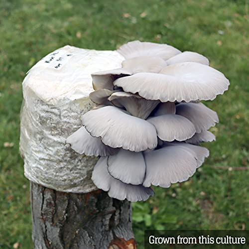 Fresh mushrooms for home chefs