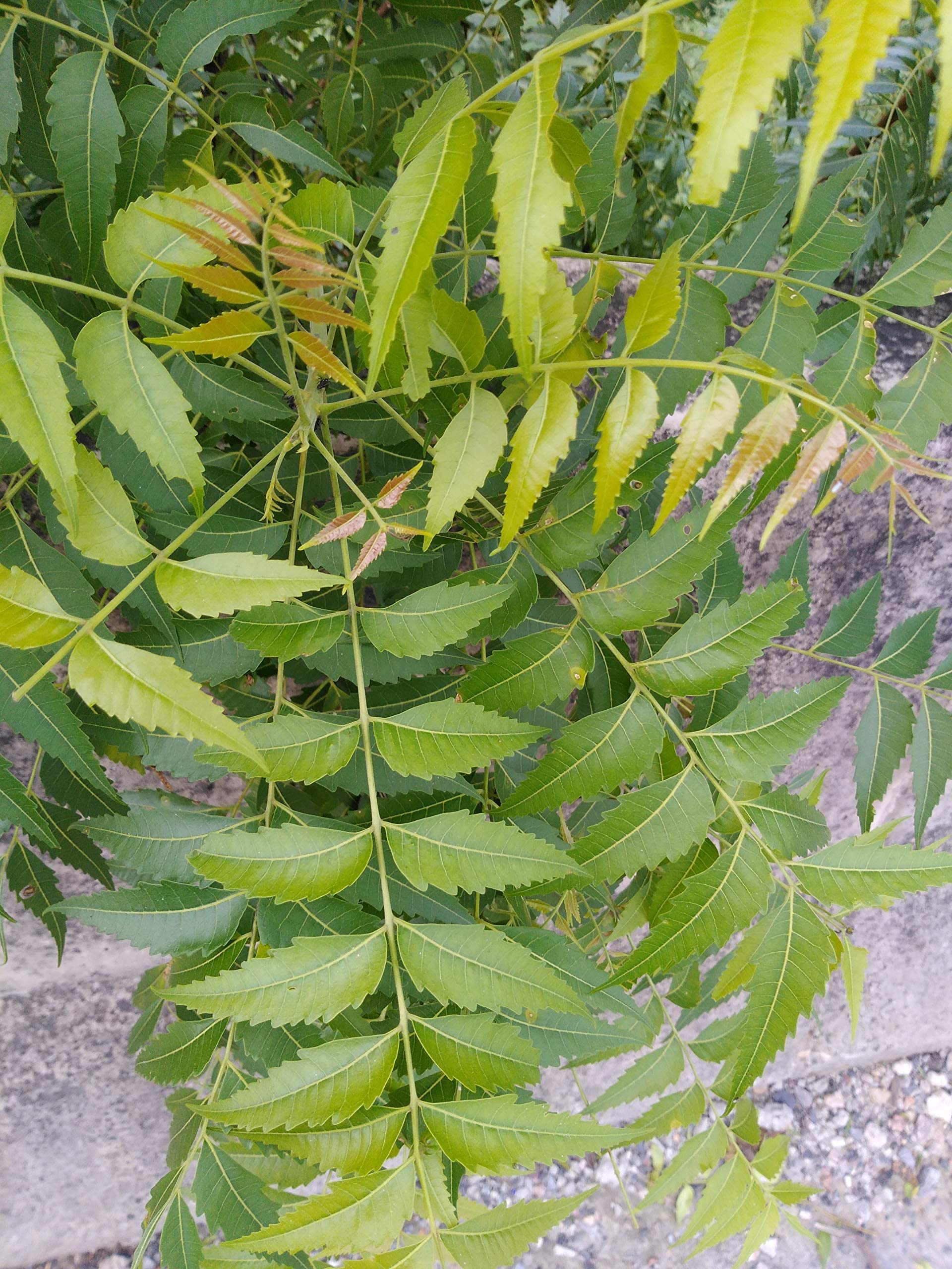 fresh neem for holistic health