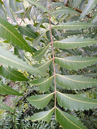 fresh neem for traditional remedies