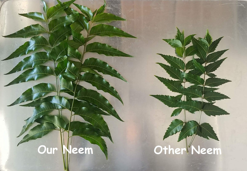 fresh neem leaves for cooking