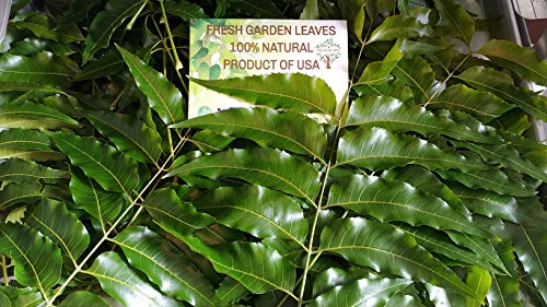 fresh neem leaves for cooking