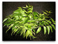 fresh neem leaves for health