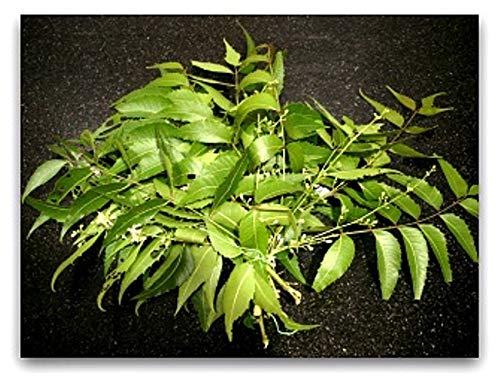fresh neem leaves for health