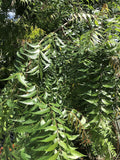 fresh neem leaves for herbal remedies