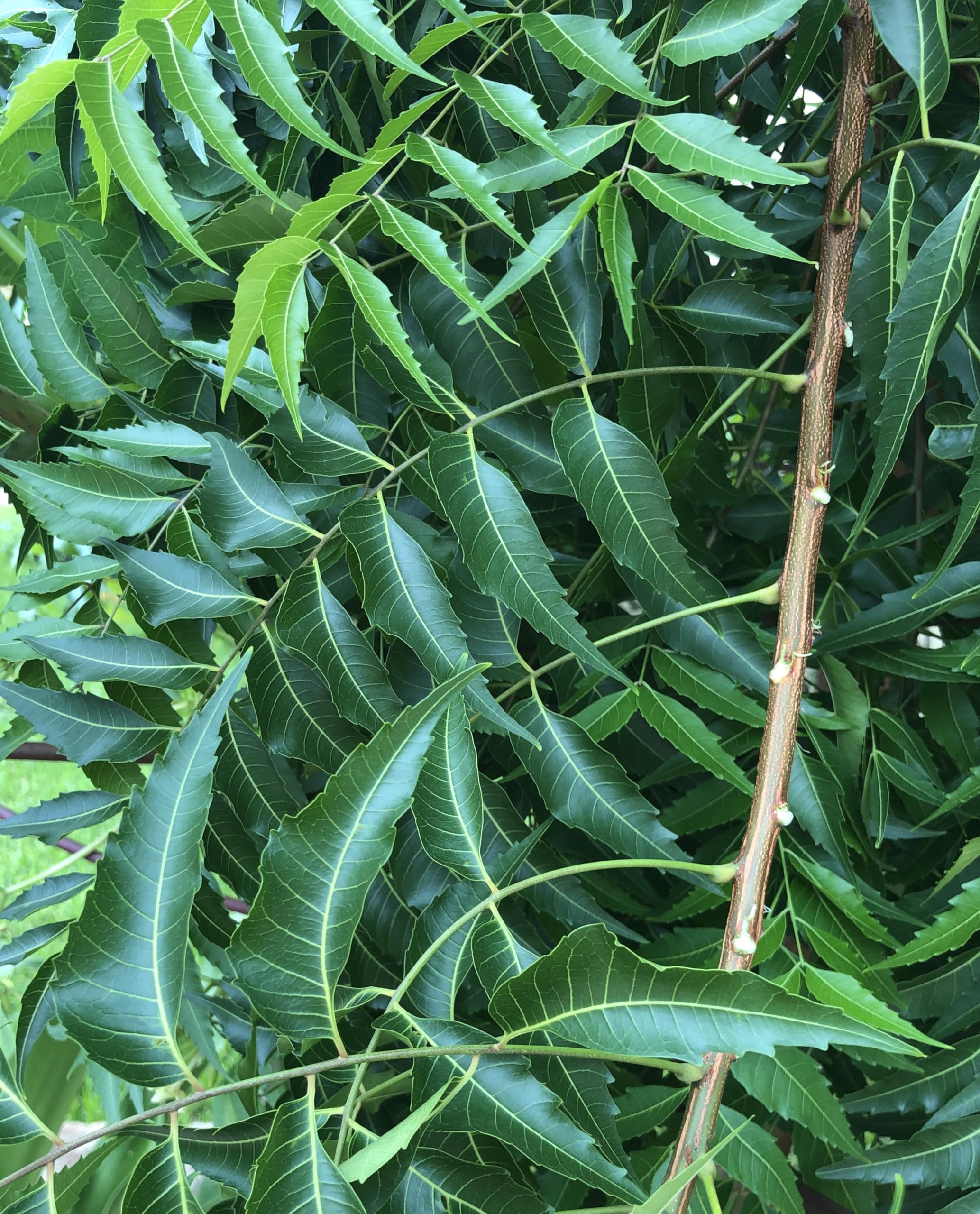 fresh neem leaves for herbal tea