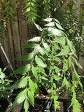fresh neem leaves for skin care