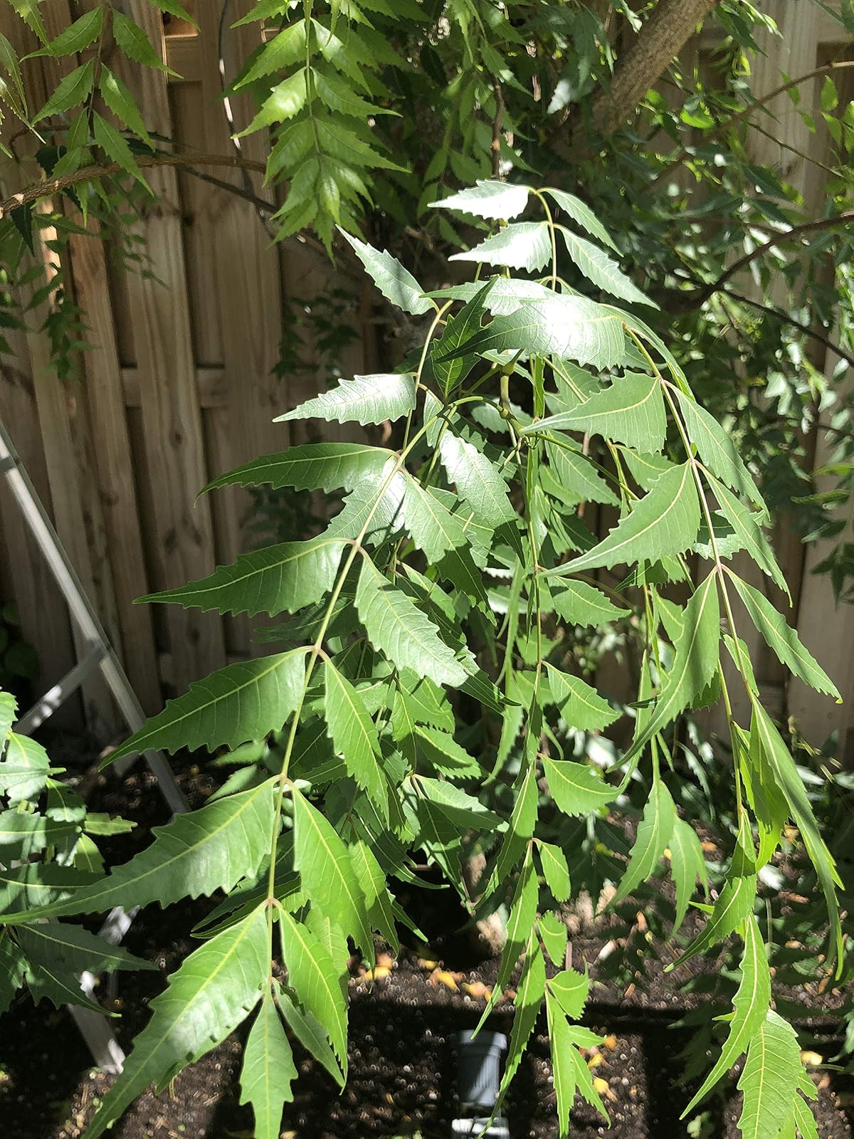 fresh neem leaves for skin care