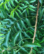 fresh neem leaves tea bags