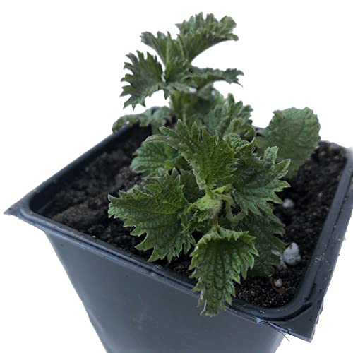 fresh nettle for cooking and teas
