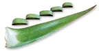 fresh organic aloe vera leaves
