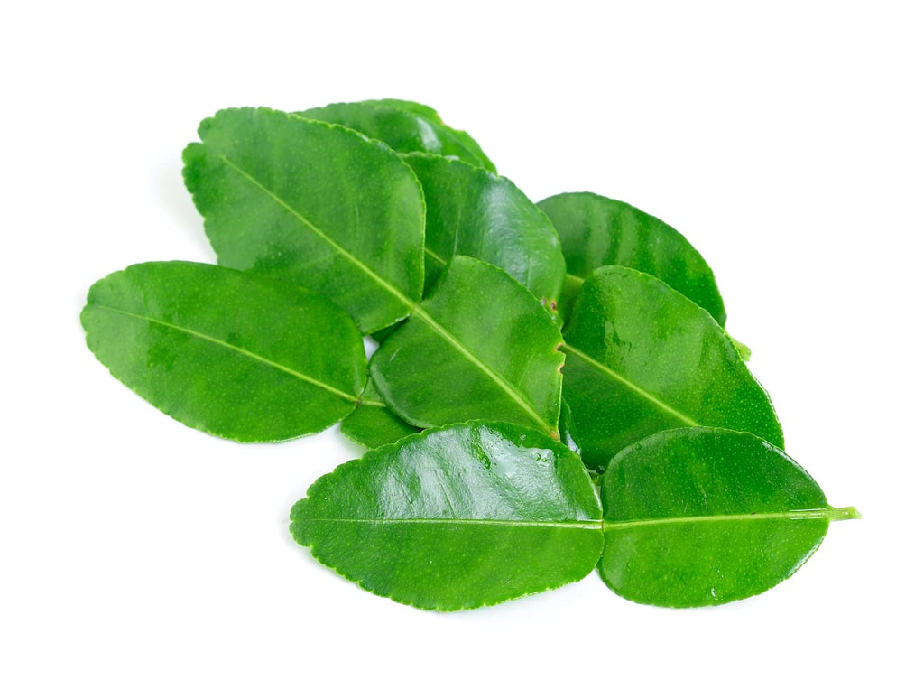 fresh organic kaffir lime leaves