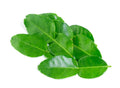 fresh organic kaffir lime leaves