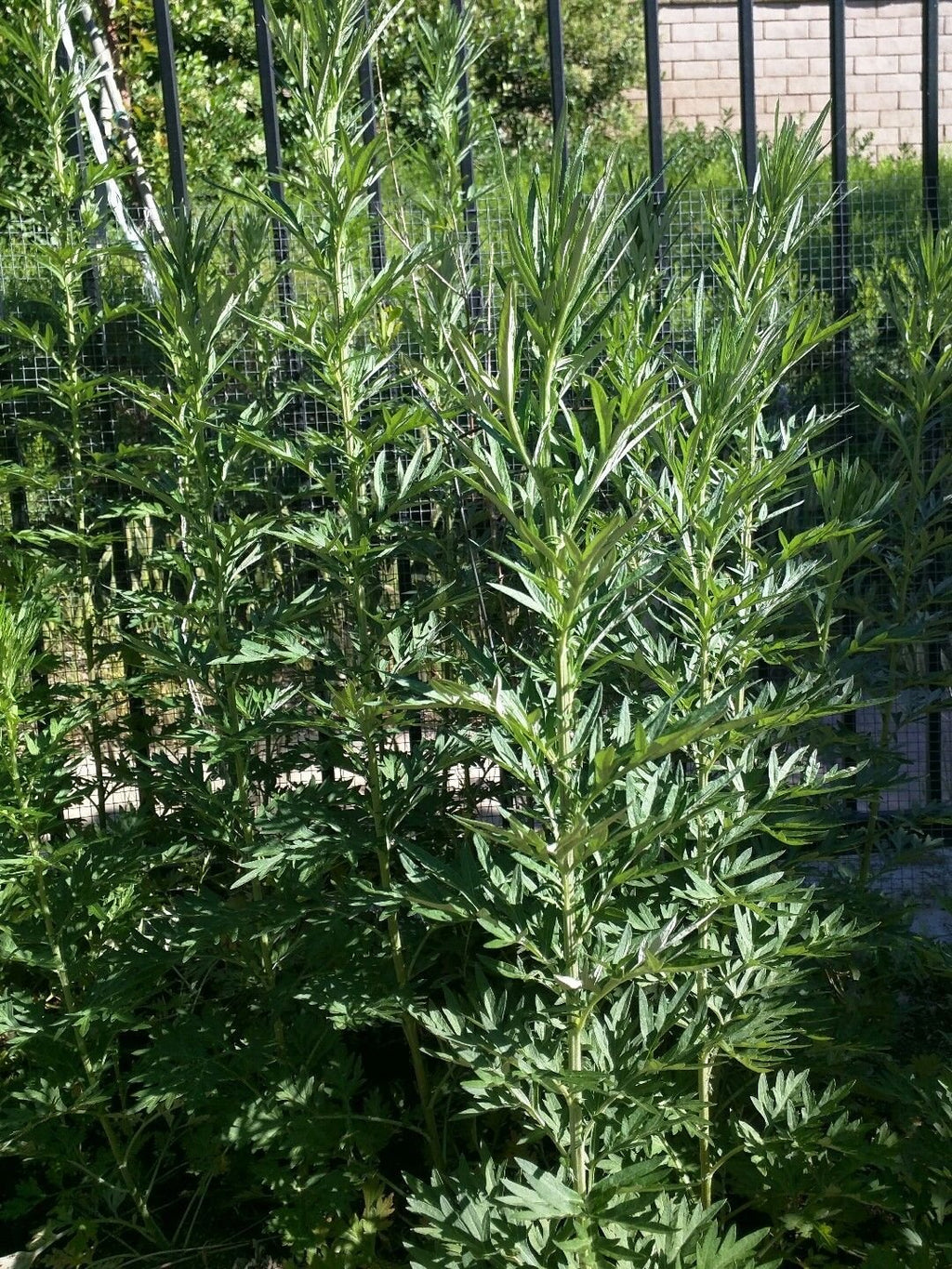 fresh organic mugwort herb branches