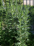 fresh organic mugwort herb branches