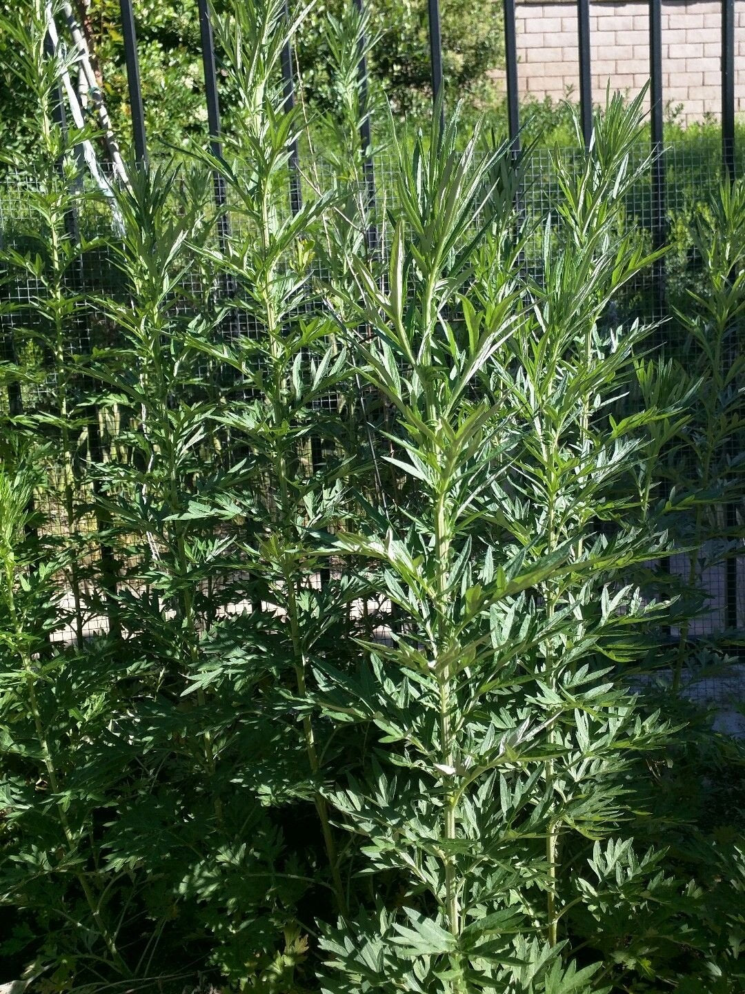 fresh organic mugwort herb branches