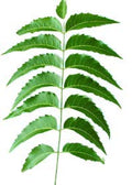 fresh organic neem leaves for health