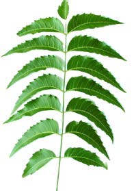 fresh organic neem leaves for health