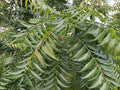 fresh organic neem leaves for herbal remedies