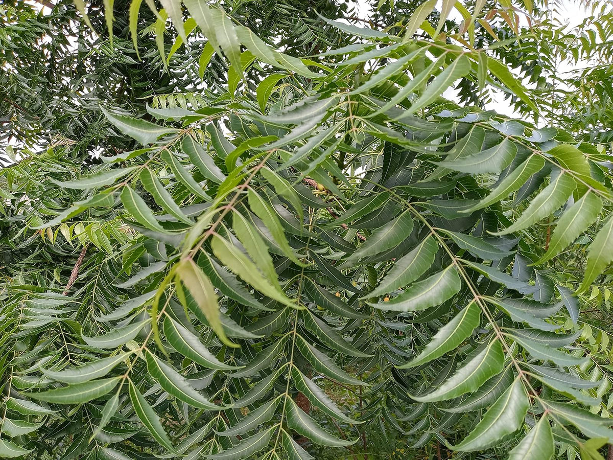 fresh organic neem leaves for herbal remedies