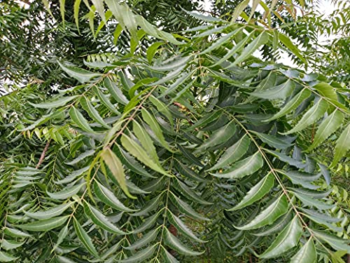 fresh organic neem leaves for skincare