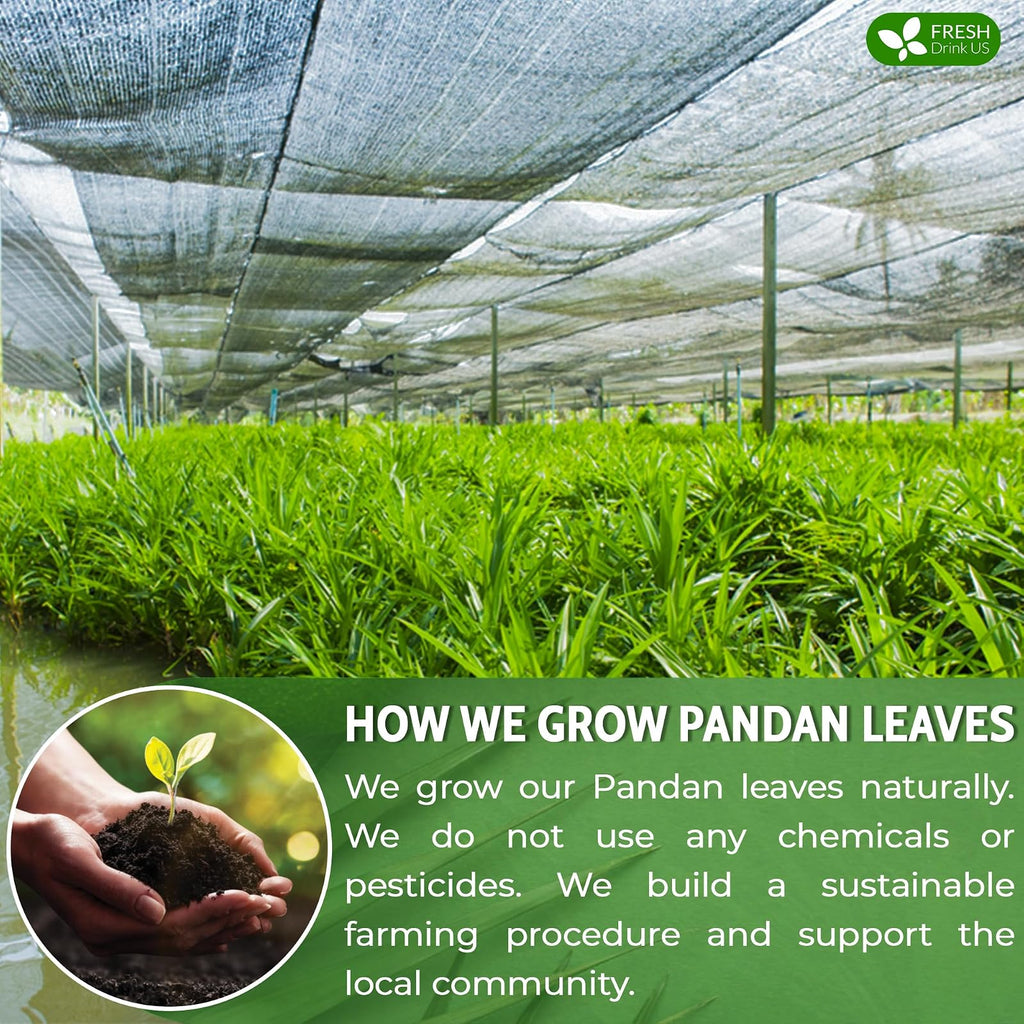 fresh pandan leaf tea for detox