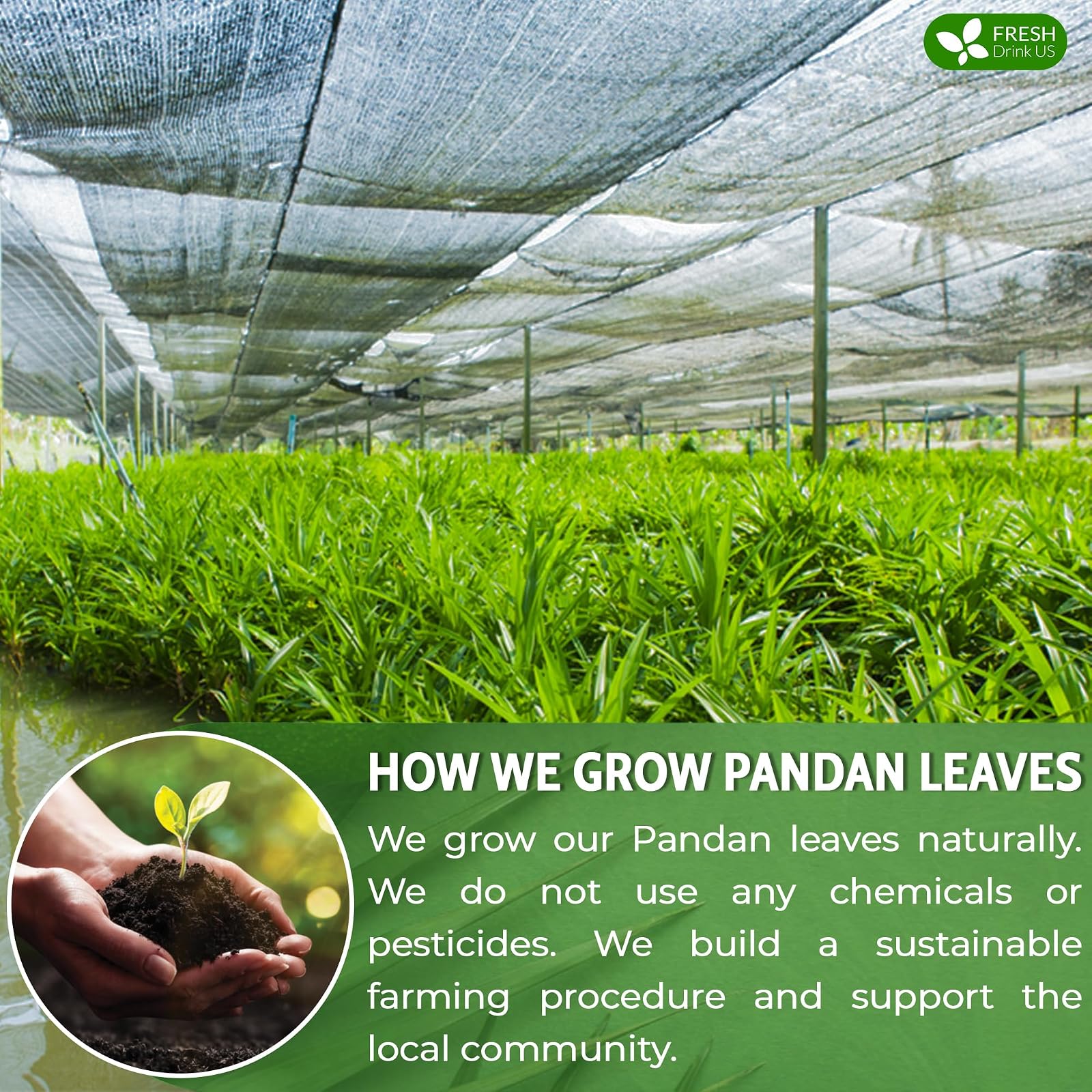 fresh pandan leaf tea for detox