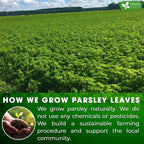 fresh parsley leaf tea for wellness