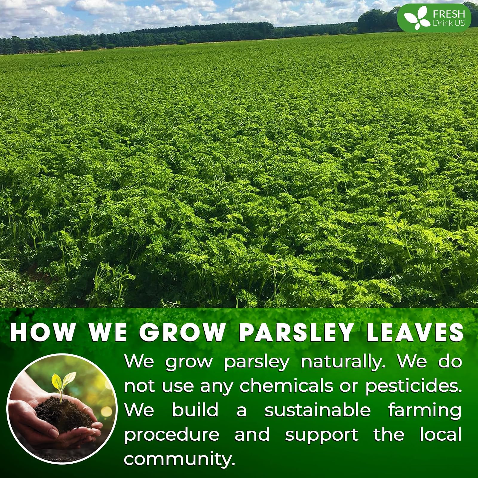fresh parsley leaf tea for wellness