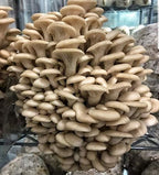 Fresh pearl oyster mushrooms at home