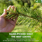 fresh pine needle tea for immune support
