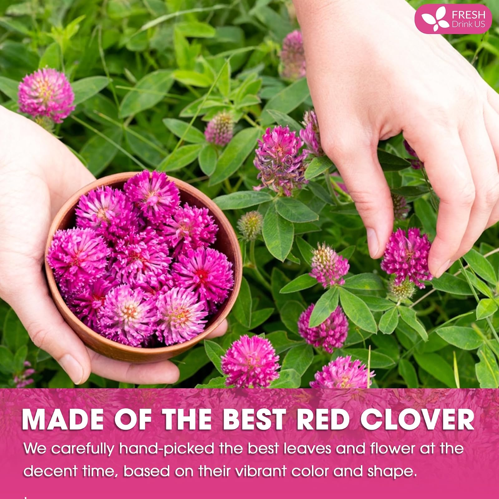 fresh red clover herbal infusion
