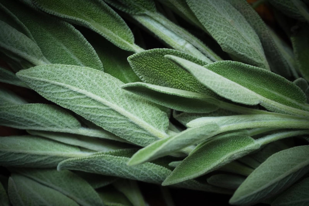 fresh sage leaf for tea lovers