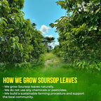 fresh soursop leaves for tea