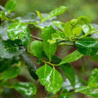 fresh yerba mate for brewing